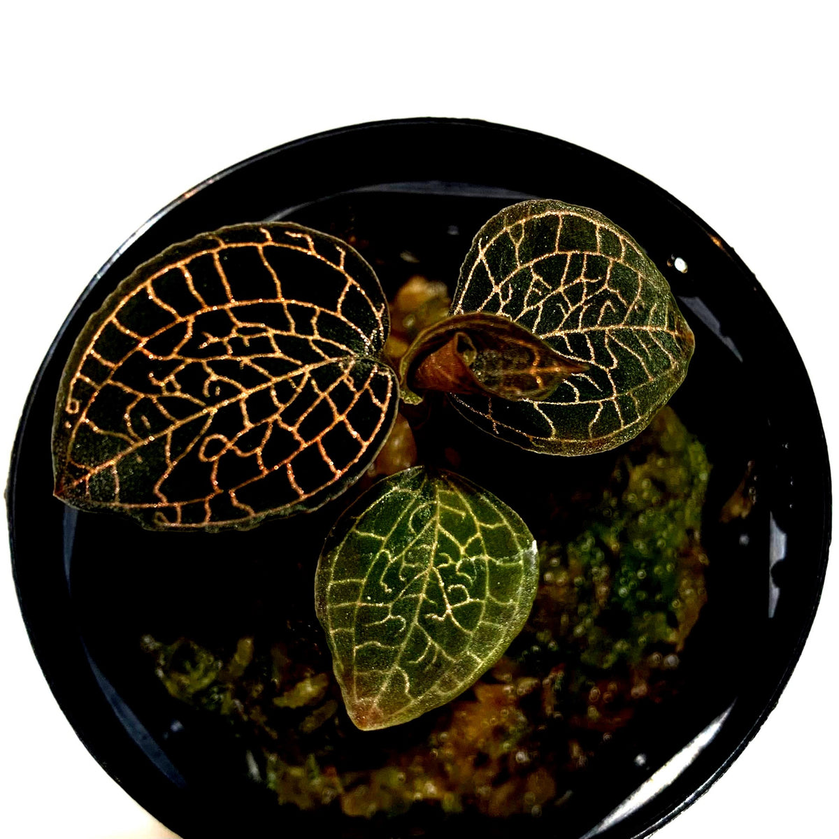 アネクトロクスバーキーHONG SIA – G・LABO